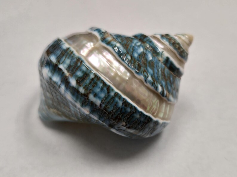 Green PEARL Banded JADE TURBO Shell 2" - 2 1/2" - Etsy