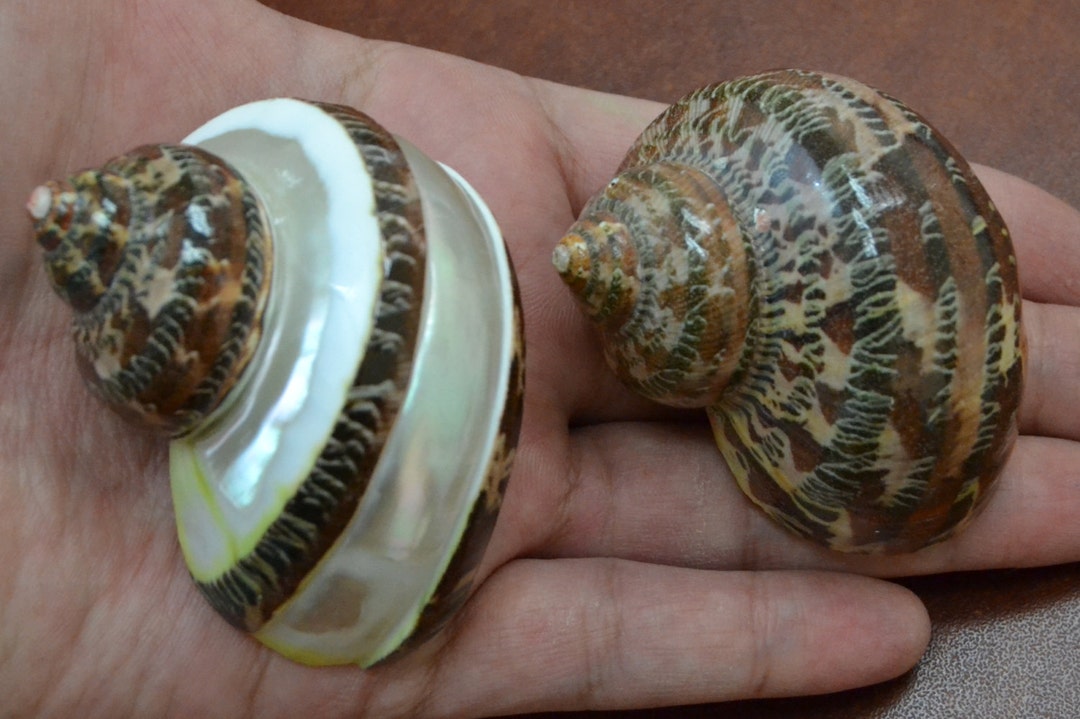 2 Pcs PETHOLATUS Jade Turbo Shells 2" - 2 1/2" - Etsy