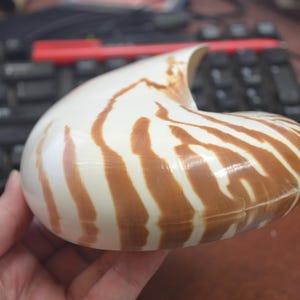 Striped CHAMBERED NAUTILUS SHELL Sliced 6" - Etsy