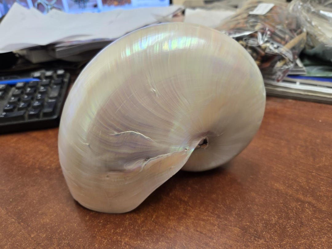 White PEARL NAUTILUS SHELL 7" - Etsy