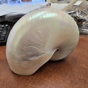 White PEARL NAUTILUS SHELL 7" - Etsy