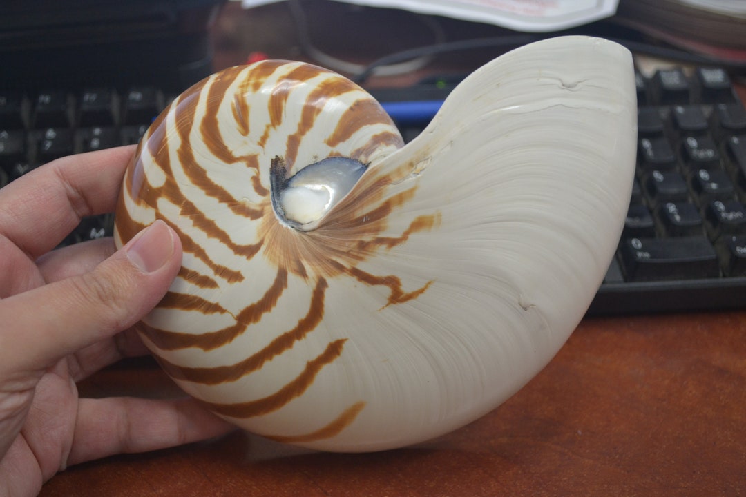 Natural STRIPED CHAMBERED NAUTILUS Sea Shell Cut Sliced Beach Craft 6 3 ...