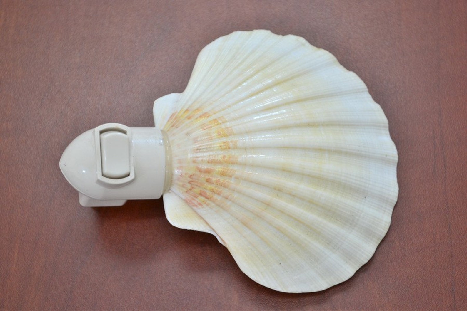 DEEP SCALLOP Sea Shell NIGHTLIGHT - Etsy