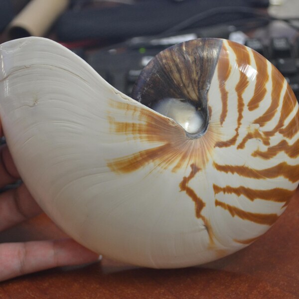 Large Nautilus Shell - Etsy