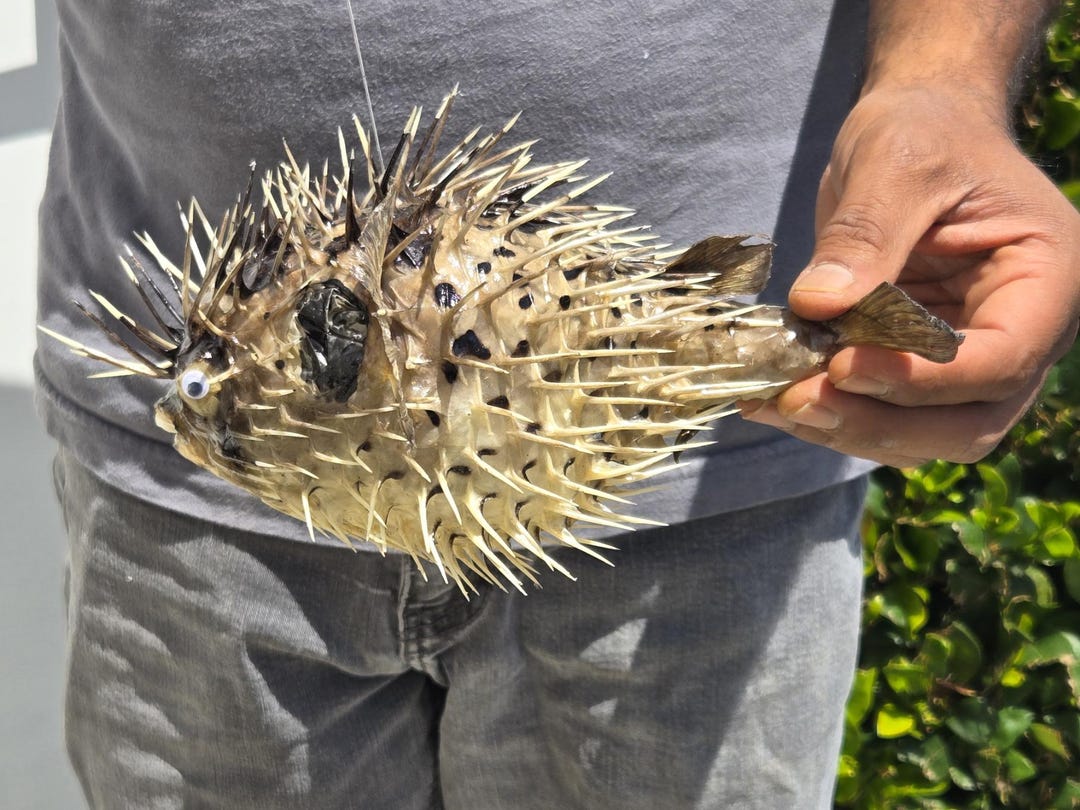 Porcupine PUFFER BLOWFISH 8" - Etsy