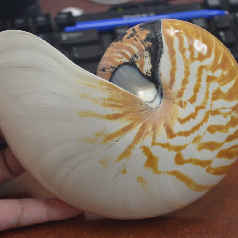 Nautilus Sea Shell - Etsy