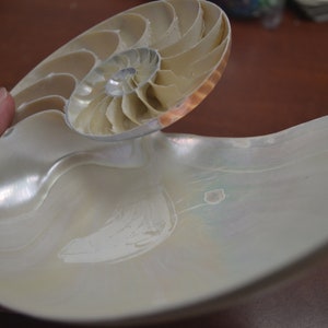 Natural CHAMBERED NAUTILUS Sea SHELL Cut Sliced Beach Craft 7 - Etsy