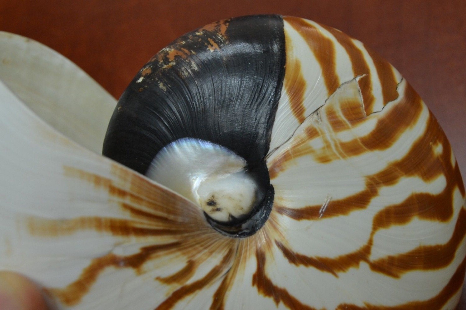 Large Brown Striped CHAMBERED NAUTILUS SHELL Decoration - Etsy
