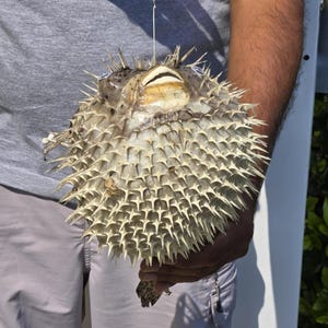 Porcupine PUFFER BLOWFISH 10" - Etsy