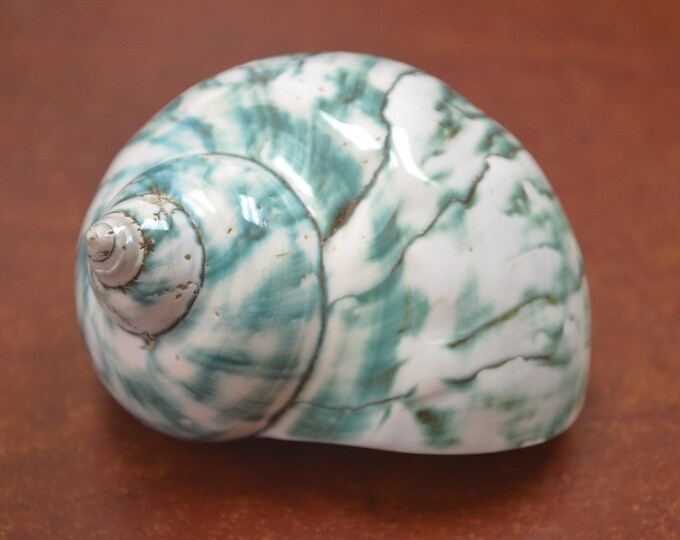 Green Mother of PEARL JADE TURBO Sea Shell 2 1/2" - 3" - Etsy