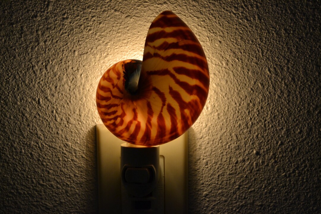 Brown CHAMBERED NAUTILUS Shell NIGHTLIGHT - Etsy
