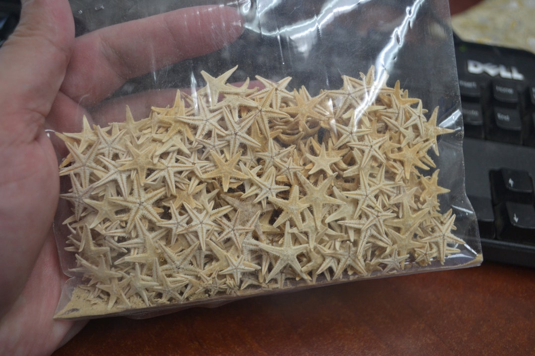 500 Pcs SMALL STARFISH Star Shell 1/2" - 3/4" - Etsy