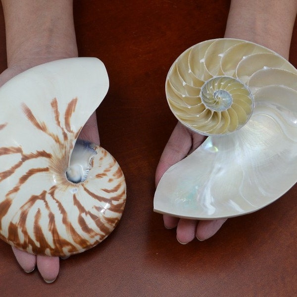 Chambered Nautilus - Etsy