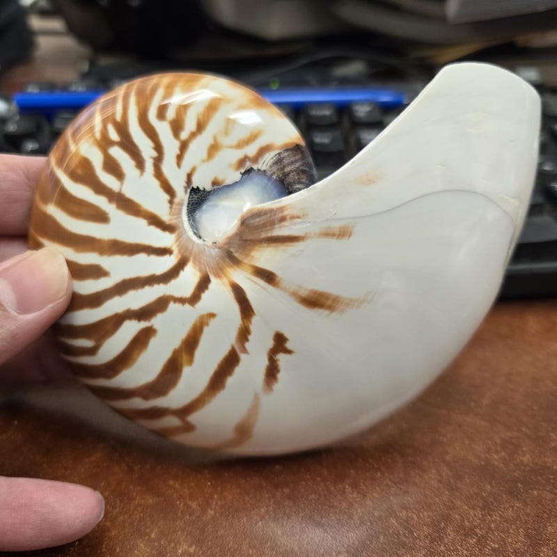 Large Nautilus Shell - Etsy