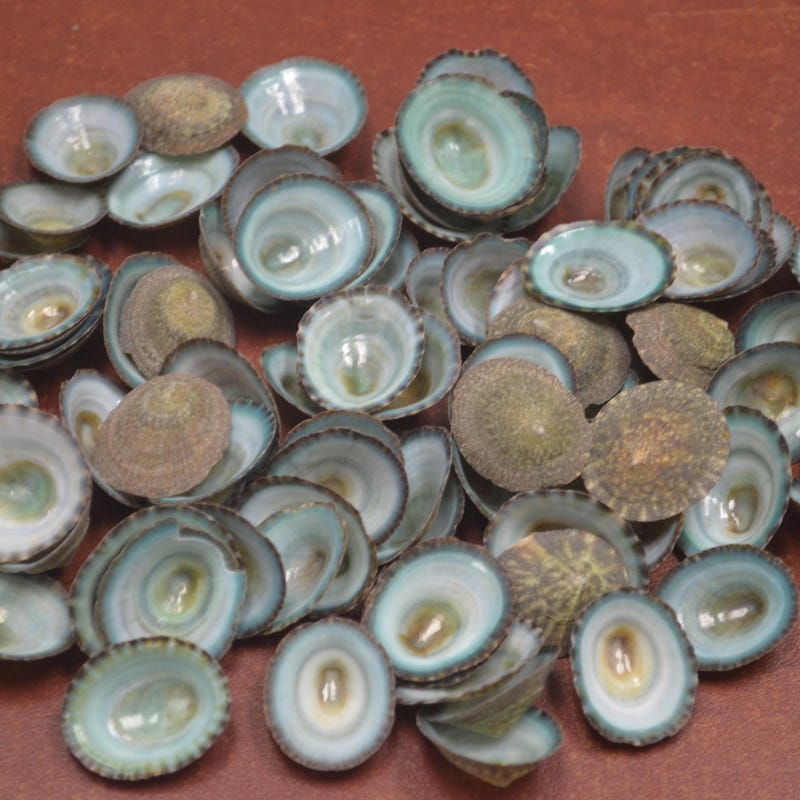Green Limpet - Etsy