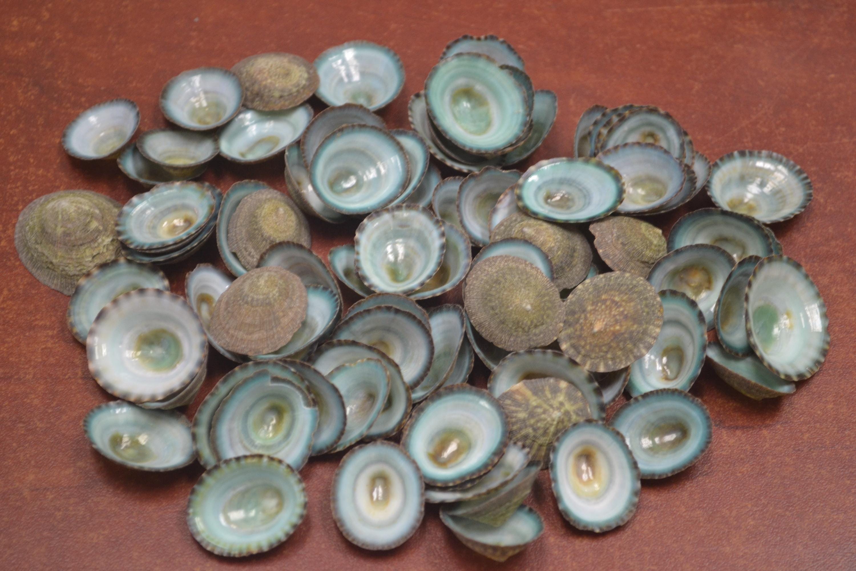 SMALL Aqua Blue LIMPET Shells 3/4