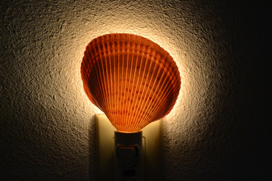 Pink CARDIUM Shell NIGHTLIGHT - Etsy