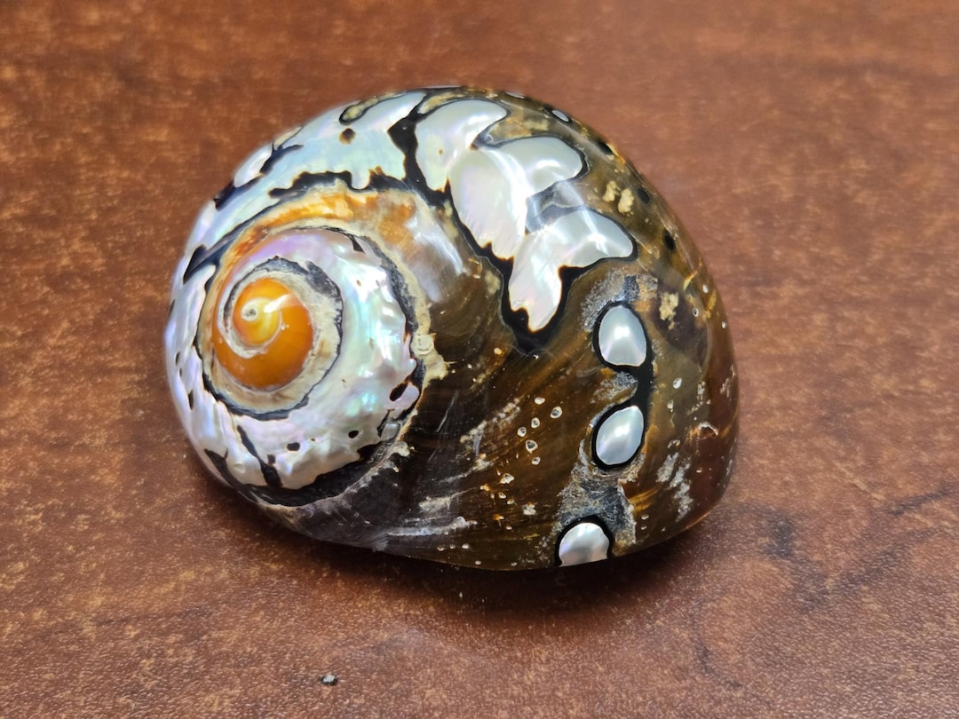 SOUTH AFRICA SARMATICUS Turbo Sea Shell 2 1/2" - 3" - Etsy