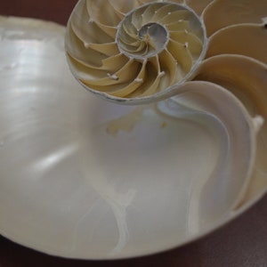 Natural CHAMBERED NAUTILUS Sea SHELL Cut Sliced Beach Craft - Etsy