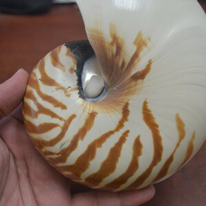 Natural CHAMBERED NAUTILUS Sea SHELL Cut Sliced Beach Craft - Etsy