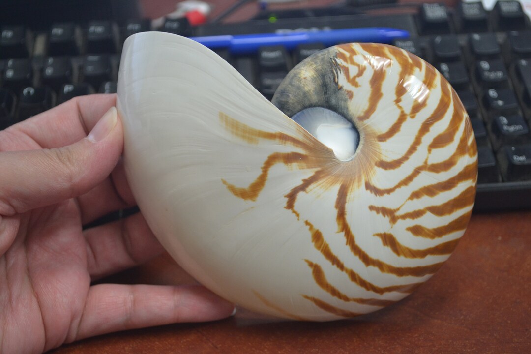 Natural PEARL White NAUTILUS Sea SHELL Cut Sliced Beach Craft 6 - Etsy