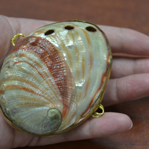 CARDIUM PESODOLIMA Sea Shell Trinket Box Coin Purse - Etsy