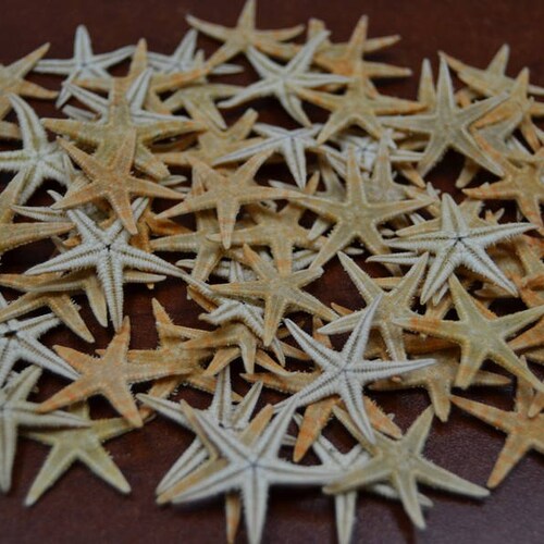 SUGAR STARFISH Star Sea Shell Wedding Beach Craft 6 - Etsy