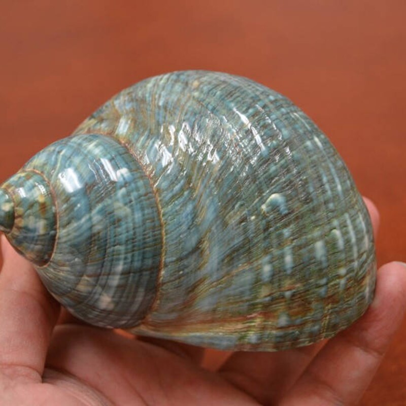 Hermit Crab Shell - Etsy