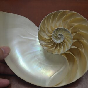 Natural CHAMBERED NAUTILUS Sea SHELL Cut Sliced Beach Craft 6 - Etsy