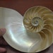 Natural CHAMBERED NAUTILUS Sea SHELL Cut Sliced Beach Craft 6 - Etsy