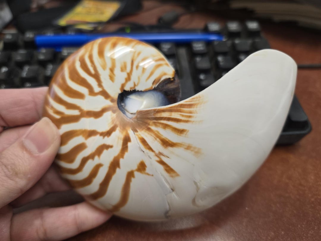 Half SLICED Natural CHAMBERED NAUTILUS Shell 5 1/2" - Etsy
