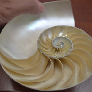 Natural CHAMBERED NAUTILUS Sea SHELL Cut Sliced Beach Craft 6 - Etsy