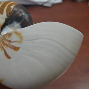 Natural CHAMBERED NAUTILUS Sea SHELL Cut Sliced Beach Craft 6 - Etsy