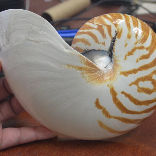 Large Nautilus Shell - Etsy
