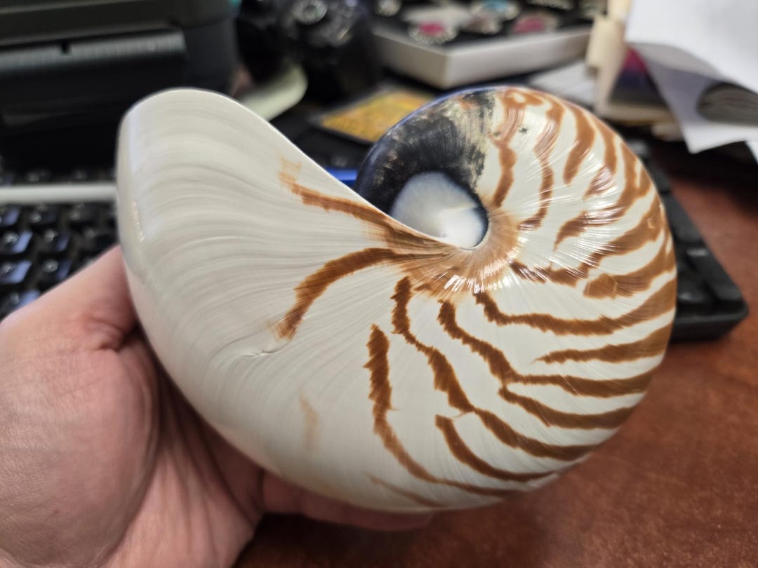 Striped CHAMBERED NAUTILUS SHELL Sliced 6" - Etsy