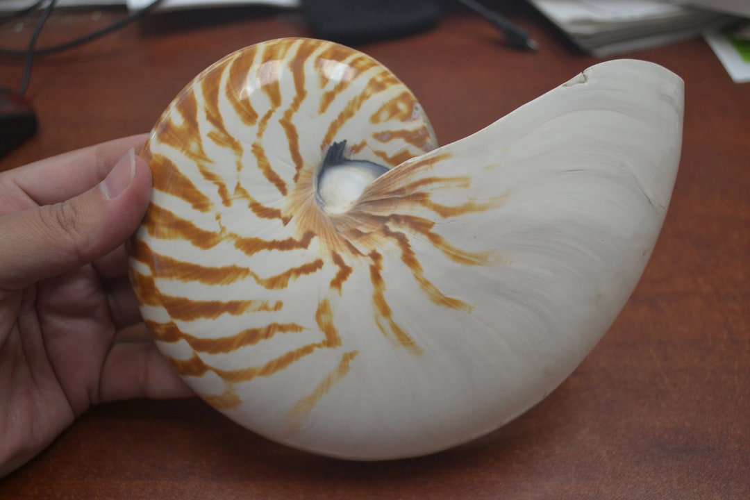 Natural CHAMBERED NAUTILUS Sea SHELL Cut Sliced Beach Craft - Etsy