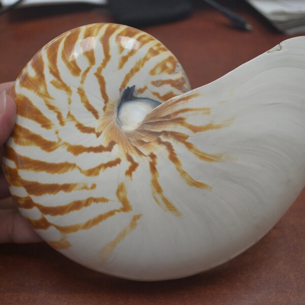 Nautilus - Etsy