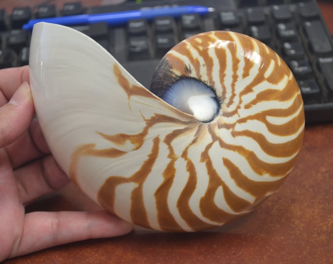 Half CHAMBERED NAUTILUS Sea SHELL Cut Sliced 6" - Etsy