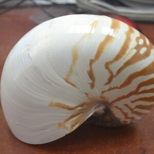 Brown Stripe CHAMBERED NAUTILUS Sea SHELL 6 1/2 - Etsy