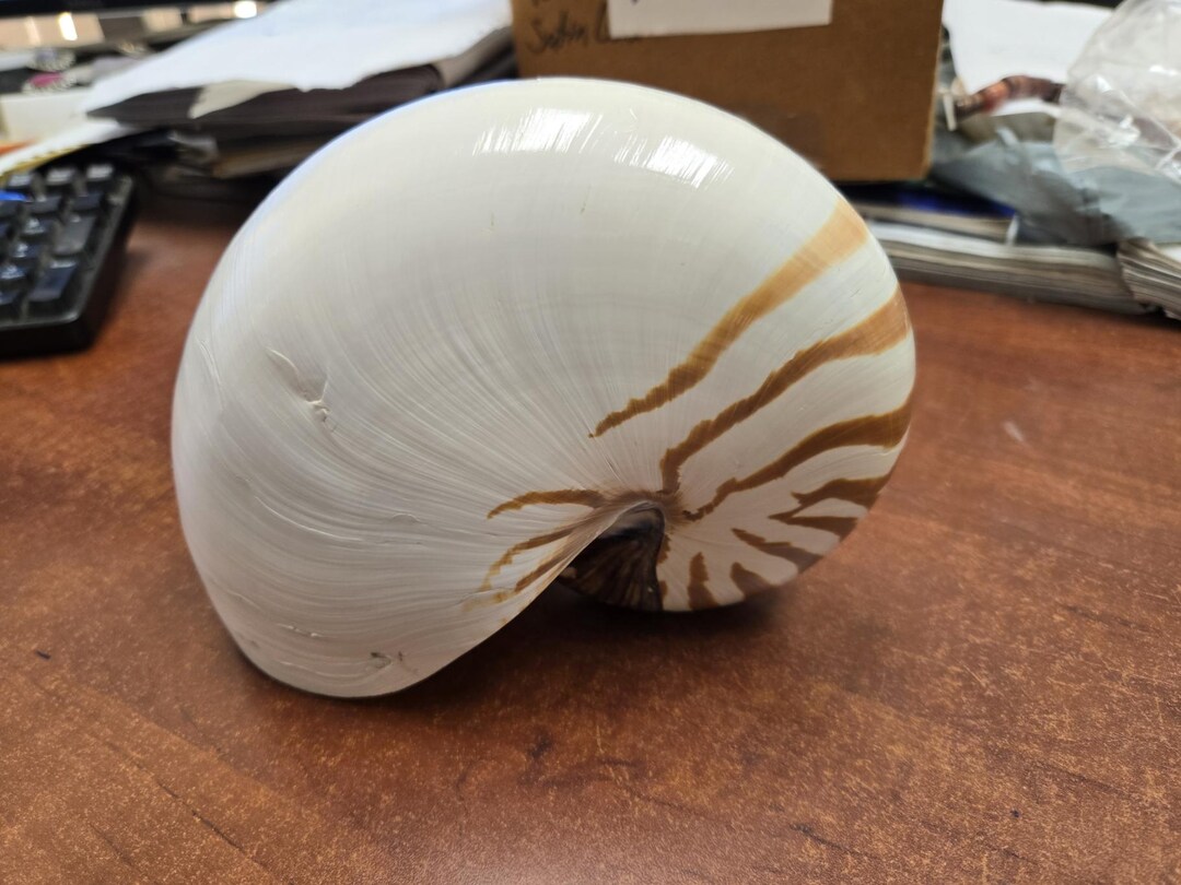 Brown Stripe CHAMBERED NAUTILUS Sea SHELL 7" - Etsy