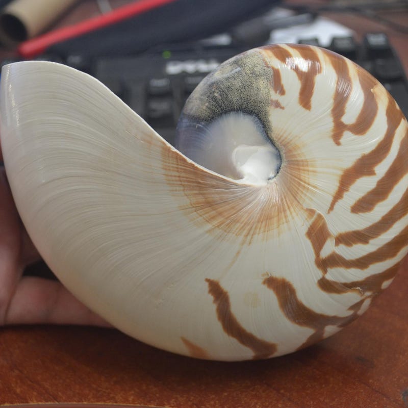 Large Nautilus Shell - Etsy