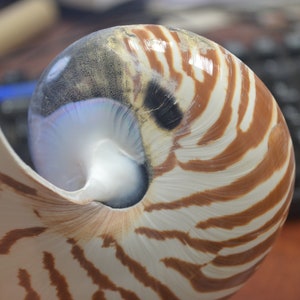Natural CHAMBERED NAUTILUS Sea SHELL Cut Sliced Beach Craft 6 - Etsy