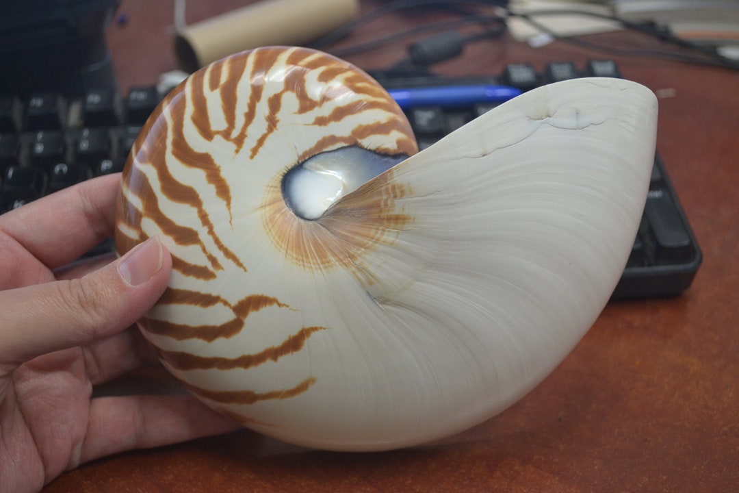 Natürliche CHAMBERED NAUTILUS Sea SHELL in Scheiben geschnitten Beach ...