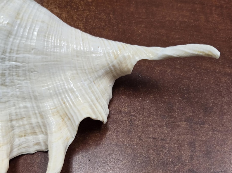 LAMBIS TRUNCATA SPIDER Conch Sea Shell Decor 12" - Etsy