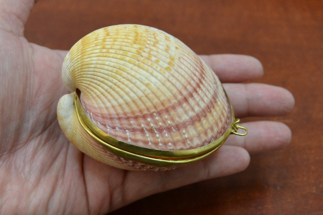 CARDIUM PESODOLIMA Sea Shell Trinket Box - Etsy
