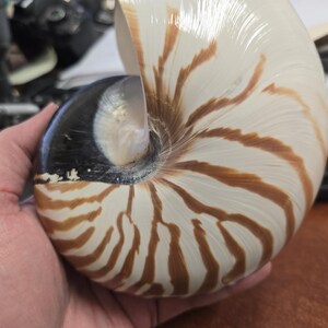 Tiger Stripe CHAMBERED NAUTILUS SHELL 6 1/2" - Etsy
