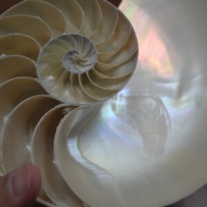 Natural CHAMBERED NAUTILUS Sea SHELL Cut Sliced Beach Craft 7 - Etsy