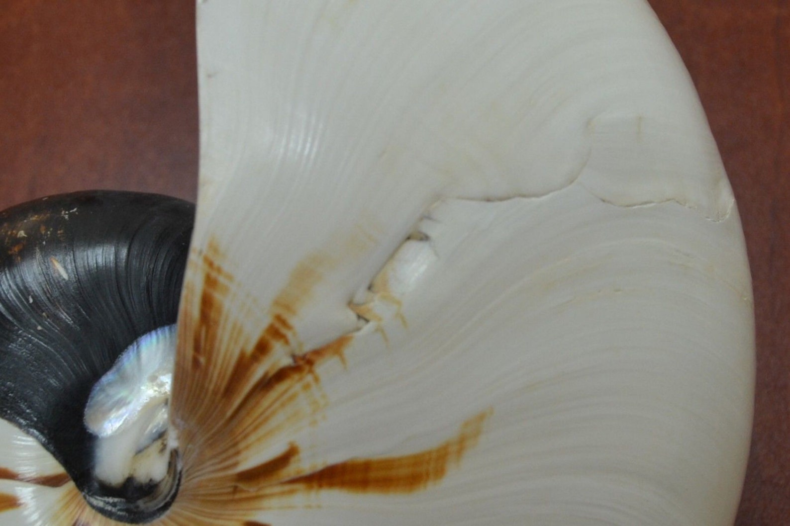 Large Brown Striped CHAMBERED NAUTILUS SHELL Decoration - Etsy