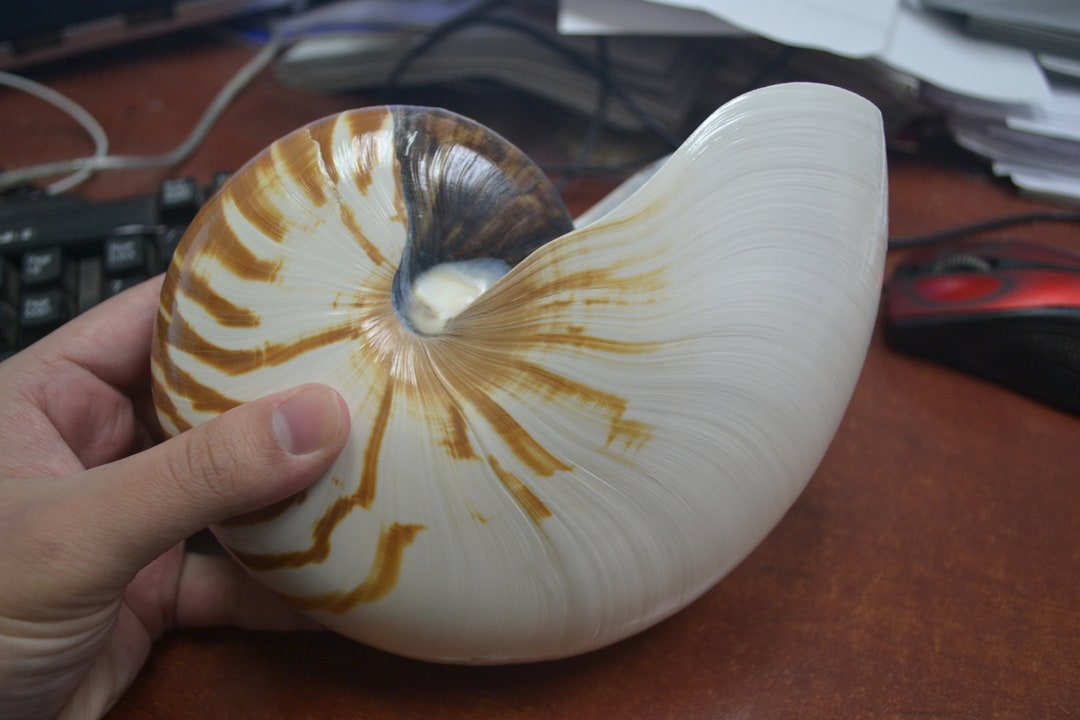 Brown Stripe CHAMBERED NAUTILUS Sea SHELL Beach Decoration - Etsy