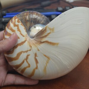 Brown Stripe CHAMBERED NAUTILUS Sea SHELL 6 1/2 - Etsy